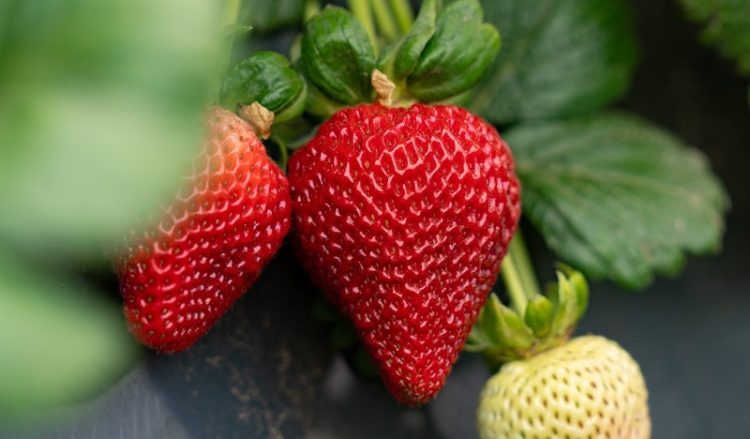 California Giant Berry Farms prevé altos rendimientos en fresas en ...